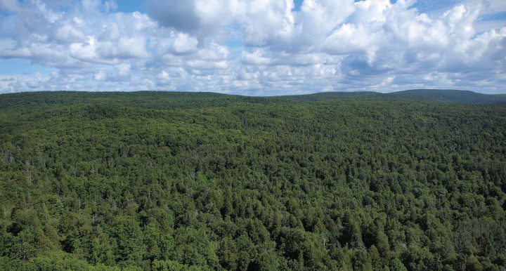 Boreal Forest – State of North America's Birds 2016