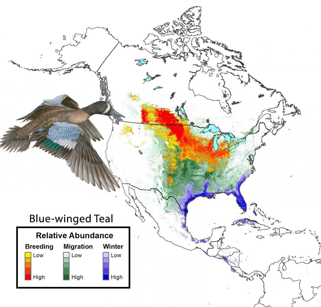 Blue-winged Teal – State of North America's Birds 2016