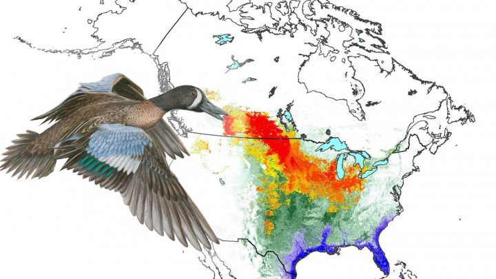 Species Abundance Maps – State of North America's Birds 2016