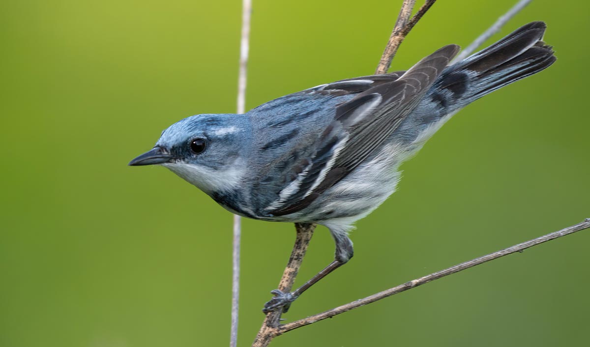 Eastern Forest Birds – State of the Birds 2022