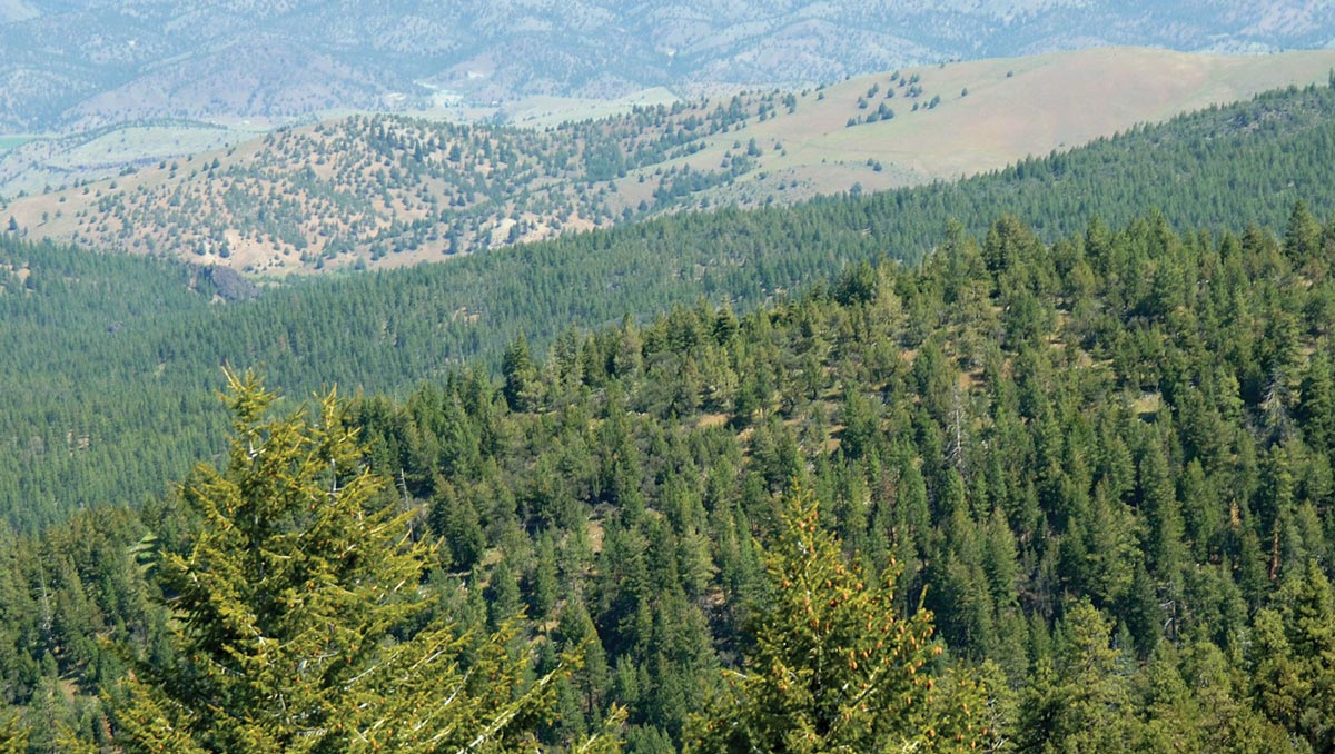 Bird Habitat Can Put America on a Fast Track to Climate Resilience ...