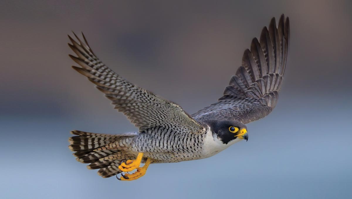 The Road to Recovery – State of the Birds 2022