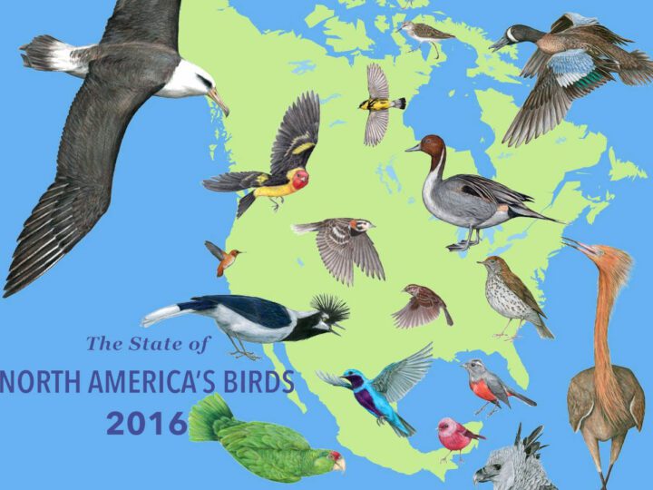 State of the Birds 2025