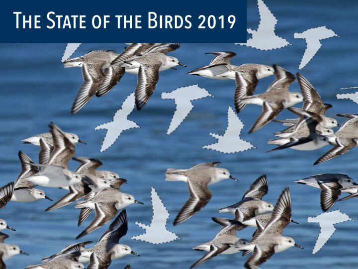 State of the Birds 2025