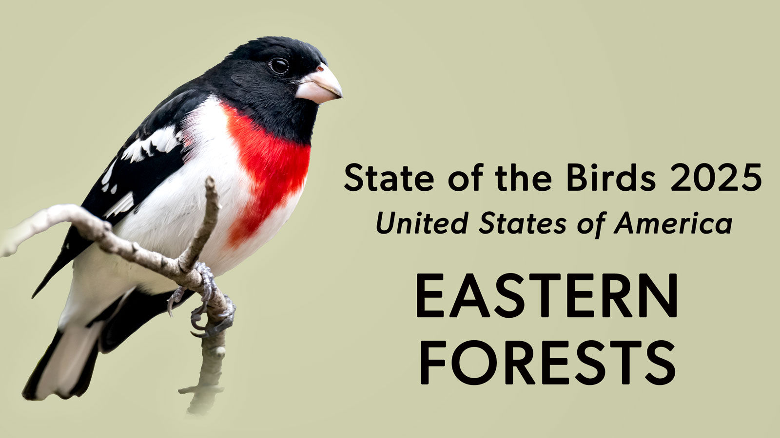 Eastern Forest Birds – State of the Birds 2025