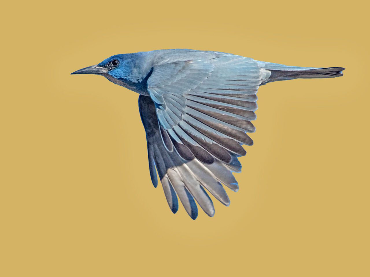 The State of the Birds in the U.S.A. – State of the Birds 2025