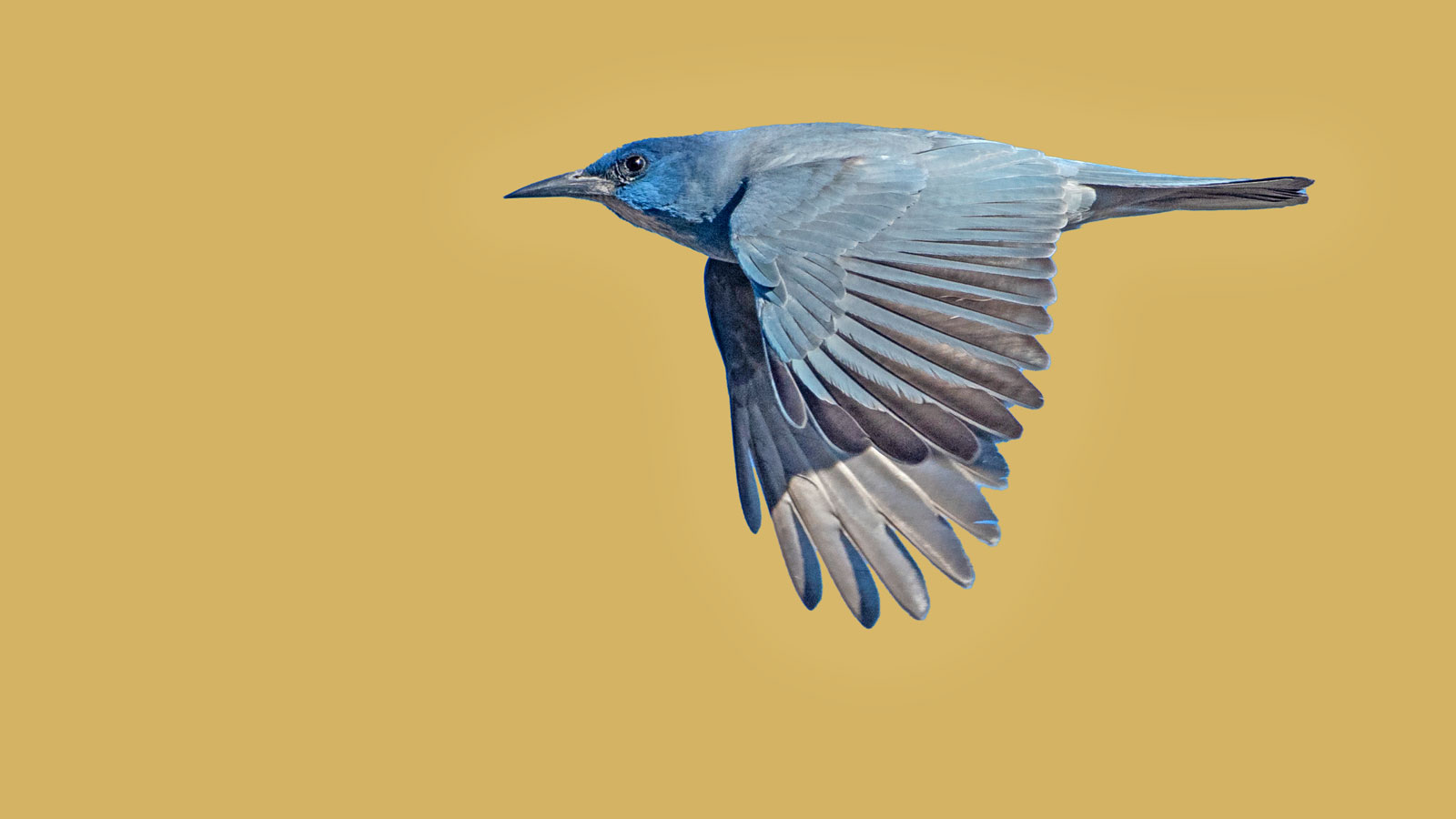 Tipping Point Species – State of the Birds 2025