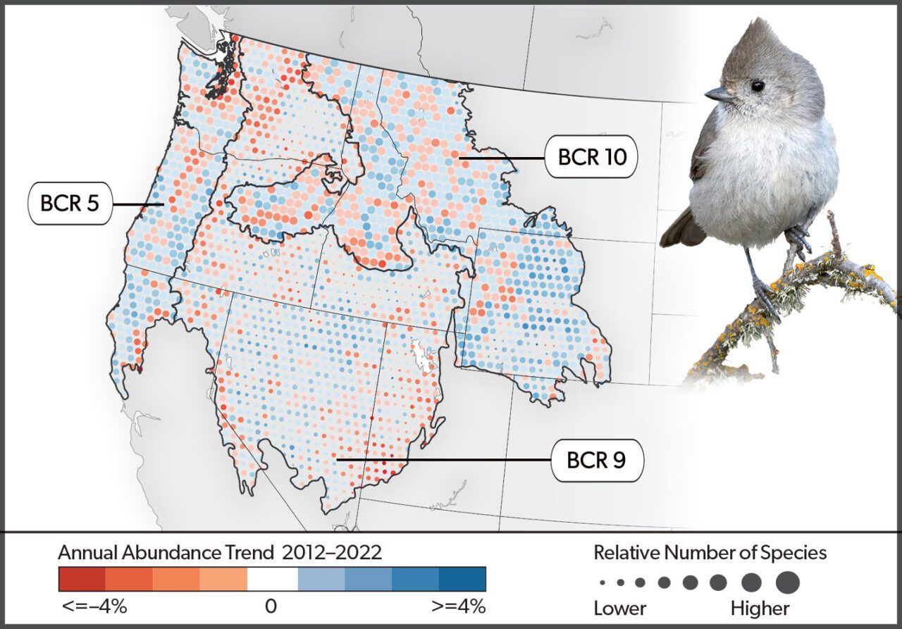 Western Forest Birds – State of the Birds 2025